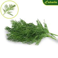 Jual Daun Dill Terdekat - Harga Murah & Grosir April 2024