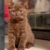 Jual Kucing Bsh Terlengkap & Terbaik - Harga Murah Agustus 2025