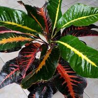 Jual Pohon Puring Terbaik - Harga Murah Maret 2025 & Cicil 0%