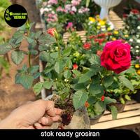 Jual Bunga Mawar Hidup Terlengkap - Harga Murah & Grosir Januari 2024