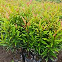 Jual Tanaman Pucuk Merah Terbaik - Harga Murah Juni 2024 & Cicil 0%