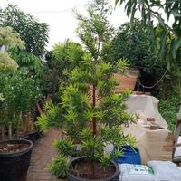 Jual Pohon Lohansung Terbaik - Harga Murah Juni 2024 & Cicil 0%