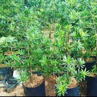 Jual Pohon Lohansung Terbaik - Harga Murah Maret 2025 & Cicil 0%