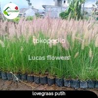 Jual Tanaman Ekor Kuda Terbaik - Harga Murah Desember 2024 & Cicil 0%