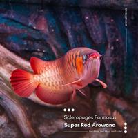 Jual Super Red Arwana Terlengkap & Terbaik - Harga Murah Mei 2024