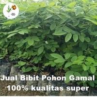 Jual Bibit Gamal Terbaik - Harga Murah Mei 2024 & Cicil 0%