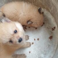 Jual Anjing Minipom Terlengkap & Terbaik - Harga Murah Maret 2024