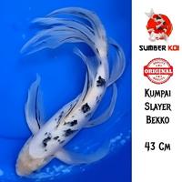 Jual Koi Slayer Terlengkap & Terbaik - Harga Murah Februari 2024