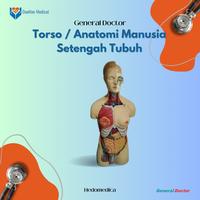 Jual Torso Manusia Murah - Harga Terbaru Juni 2024