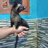 Musang Pandan Harga Termurah - Kualitas Terbaik