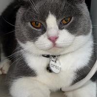 Jual Kucing Bsh Terlengkap & Terbaik - Harga Murah Maret 2025