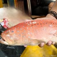 Ikan Kerapu Segar, Kualitas Terbaik & Harga Termurah 2025