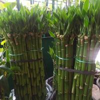 Jual Bambu Batangan Terbaik - Harga Murah November 2024 & Cicil 0%