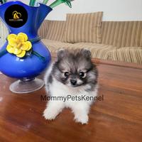 Mini Pom Anjing Harga Termurah - Kualitas Terbaik