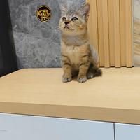 Jual Kucing Bsh Terlengkap & Terbaik - Harga Murah Maret 2025