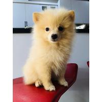 Mini Pom Anjing Harga Termurah - Kualitas Terbaik