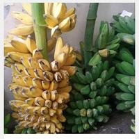 Jual 1 Tandan Pisang Terdekat - Harga Murah & Grosir Desember 2024