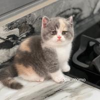 Jual Kucing Bsh Terlengkap & Terbaik - Harga Murah Maret 2025