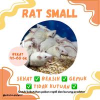 Jual Tikus Putih Murah - Harga Terbaru Maret 2025