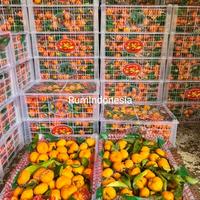 Jual Jeruk 1kg Murah - Harga Terbaru 2025