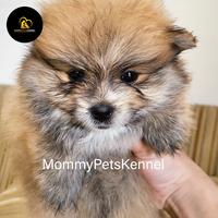 Mini Pom Anjing Harga Termurah - Kualitas Terbaik