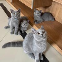 Jual Kucing Bsh Terlengkap & Terbaik - Harga Murah Maret 2025