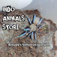 Toko INDO ANIMALS STORE Online - Produk Lengkap & Harga Terbaik | Tokopedia