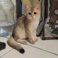 Jual Kucing Bsh Terlengkap & Terbaik - Harga Murah Maret 2025