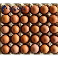 Jual 1 Butir Telur Terdekat - Harga Murah & Grosir Mei 2025