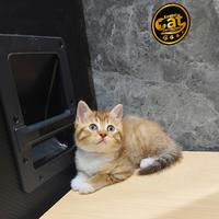 Jual Kucing Bsh Terlengkap & Terbaik - Harga Murah Maret 2025