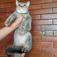 Jual Kucing Bsh Terlengkap & Terbaik - Harga Murah Maret 2025