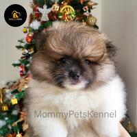 Mini Pom Anjing Harga Termurah - Kualitas Terbaik