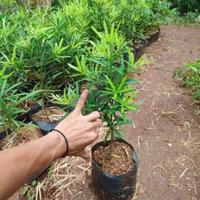 Jual Pohon Lohansung Terbaik - Harga Murah Januari 2025 & Cicil 0%