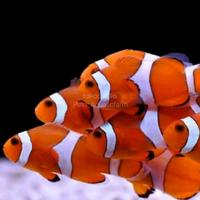 Jual Ikan Nemo Air Tawar Terlengkap & Terbaik - Harga Murah Juni 2024