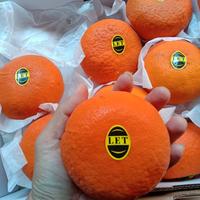 Jual Jeruk Ponkam Terdekat - Harga Murah & Grosir Februari 2024