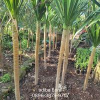 Jual Pandan Bali Terdekat - Harga Murah & Grosir Februari 2024