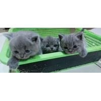 Jual Kucing Bsh Terlengkap & Terbaik - Harga Murah Februari 2024