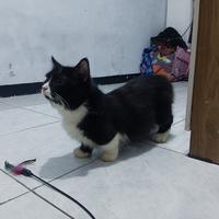 Kucing Munchkin Harga Termurah - Kualitas Terbaik