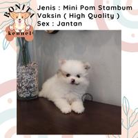 Jual Anjing Minipom Terlengkap & Terbaik - Harga Murah Maret 2024