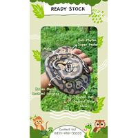 Jual Ball Phyton Terlengkap - Harga Murah Juni 2024