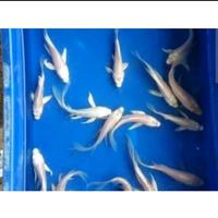 Jual Koi Slayer Platinum Terlengkap - Daftar Harga Mei 2024 & Cicilan 0%