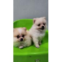 Jual Super Mini Pom Murah & Terbaik - Harga Terbaru Juni 2024