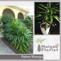 Jual Palem Regu Terdekat - Harga Murah & Grosir April 2024