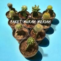 Jual Tanaman Zodia Terbaik - Harga Murah April 2024 & Cicil 0%
