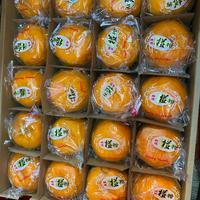 Jual Jeruk Ponkam Terdekat - Harga Murah & Grosir Februari 2024