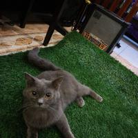 Jual Kucing Bsh Terlengkap & Terbaik - Harga Murah Juni 2024