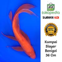 Jual Koi Slayer Terlengkap & Terbaik - Harga Murah Maret 2024