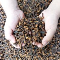 Jual Cengkeh Kering 1 Kg Terdekat - Harga Murah & Grosir Mei 2024