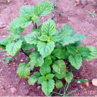 Jual Bibit Nilam Terbaik - Harga Murah April 2024 & Cicil 0%