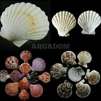 Jual Scallop Terdekat - Harga Murah & Grosir Mei 2025